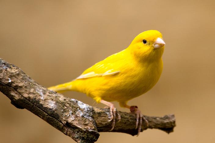 Canari : habitat, alimentation et prix