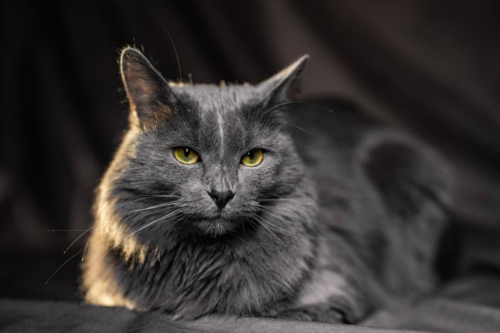 Découvrez 4 races de chats gris