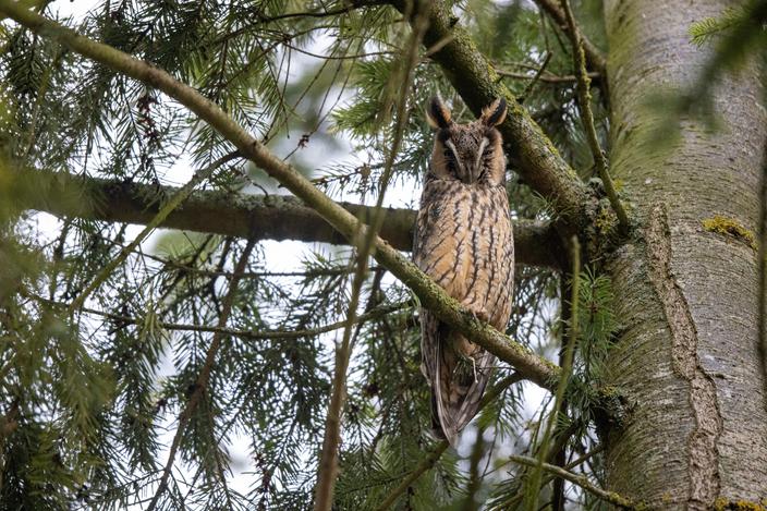 Le hibou, ce mystérieux rapace qui vit la nuit