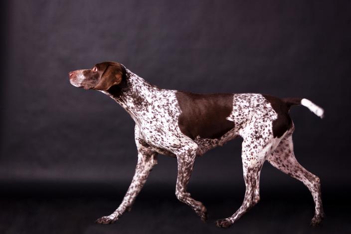 Braque allemand : origine, taille et caractère