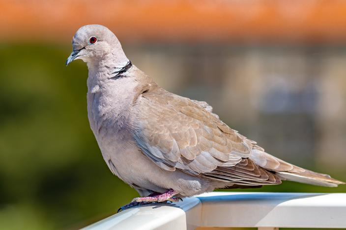 Tourterelle domestique : comment élever cet oiseau