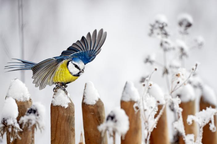 5 oiseaux qui supportent bien le froid