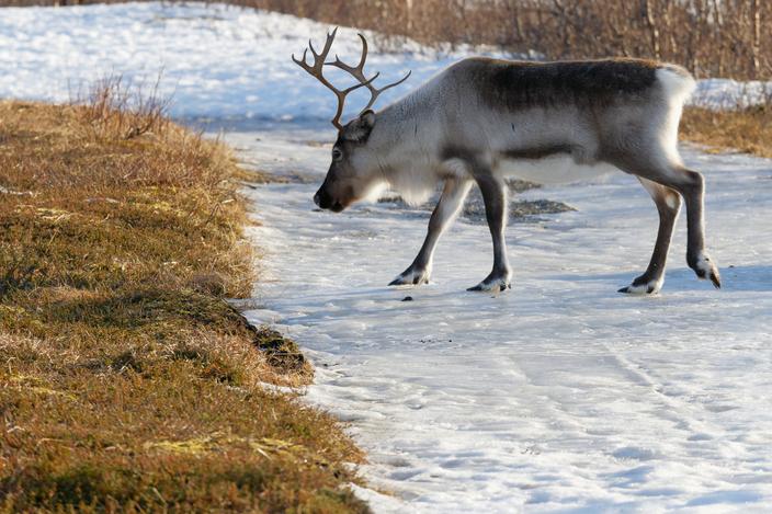 Le renne : habitat, physique, comportement et alimentation