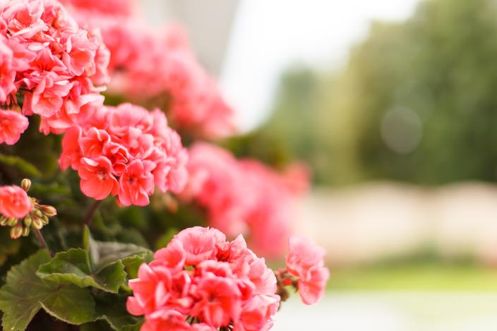 Les 5 fleurs traditionnelles pour un enterrement