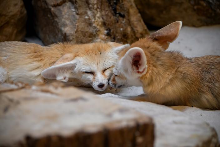 Le fennec : habitat, alimentation, reproduction