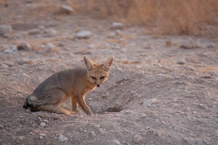 Le fennec : habitat, alimentation, reproduction