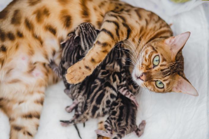 Bengal : taille, caractère et prix moyen