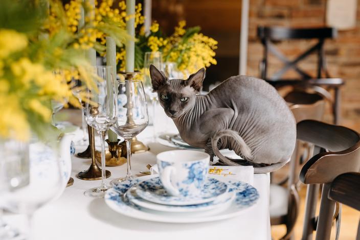 Les 5 races de chats les plus chers