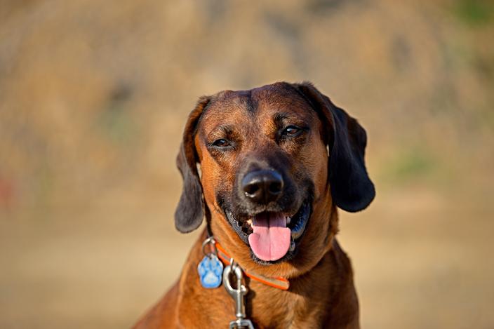 Découvrez 5 races de chiens roux