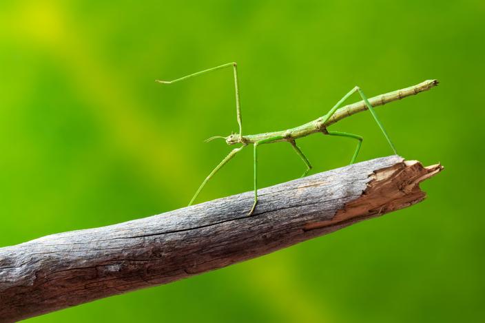 5 insectes experts en camouflage