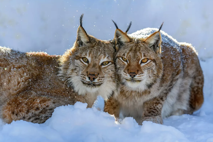 Le Lynx boréal : 5 choses à savoir sur cet animal difficile à observer