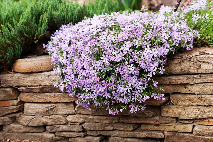 6 fleurs de rocaille pour décorer un muret
