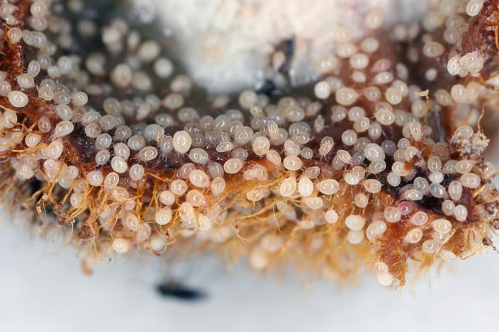 Cirons : comment se débarrasser de ces petites bêtes qui mangent la ...