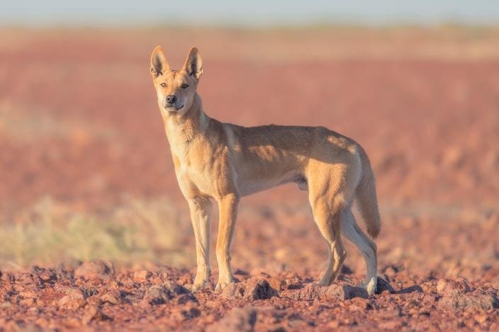 Découvrez 5 espèces de chiens sauvages