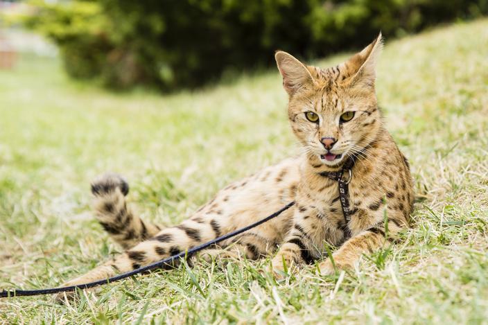 5 races de chats aux grandes oreilles
