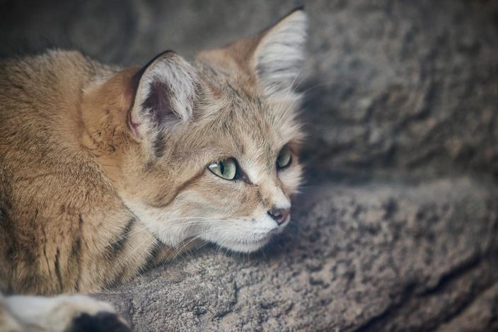 Qui est le chat des sables, ce félin qui ne vit que dans le désert