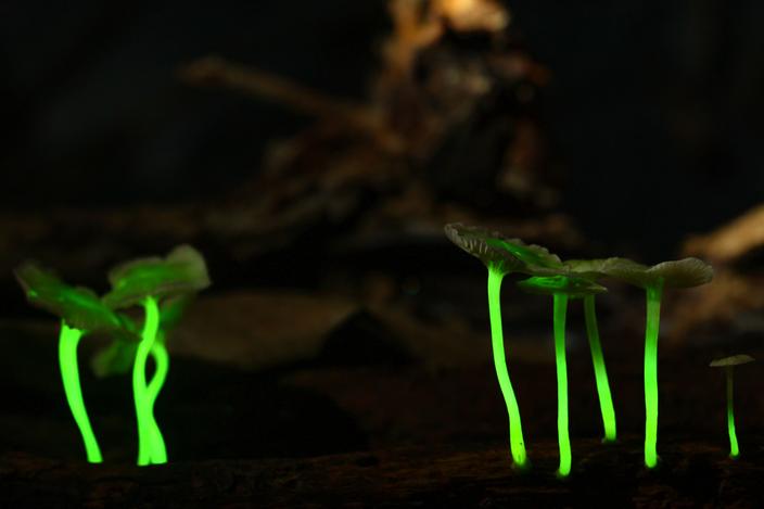 5 champignons bioluminescents et tout à fait fascinants