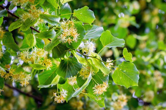Allergie au pollen : 14 arbres à ne pas planter dans son jardin