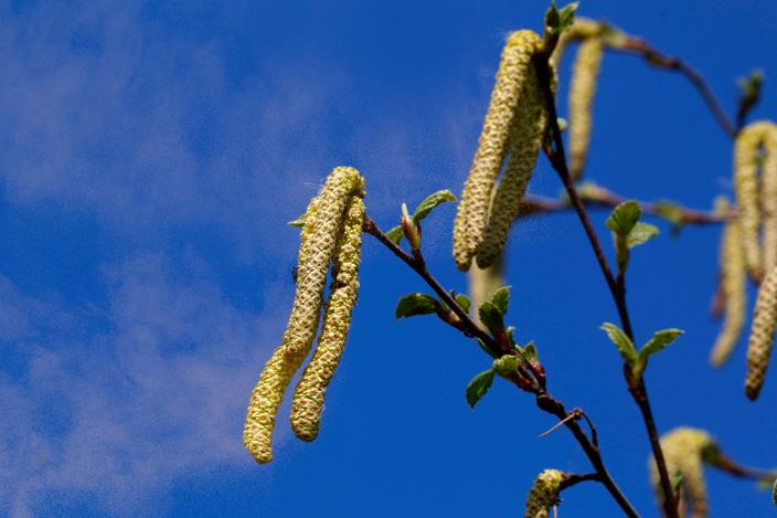 Allergie au pollen : 14 arbres à ne pas planter dans son jardin