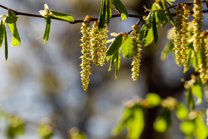 Allergie au pollen : 14 arbres à ne pas planter dans son jardin
