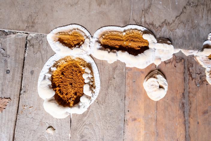 Comment traiter la mérule dans votre maison