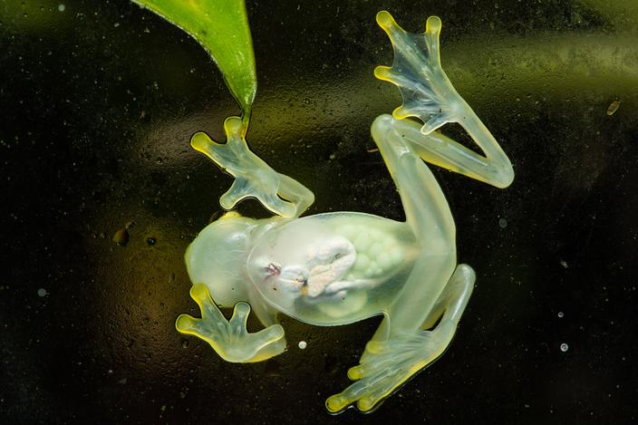 Découvrez 5 animaux transparents