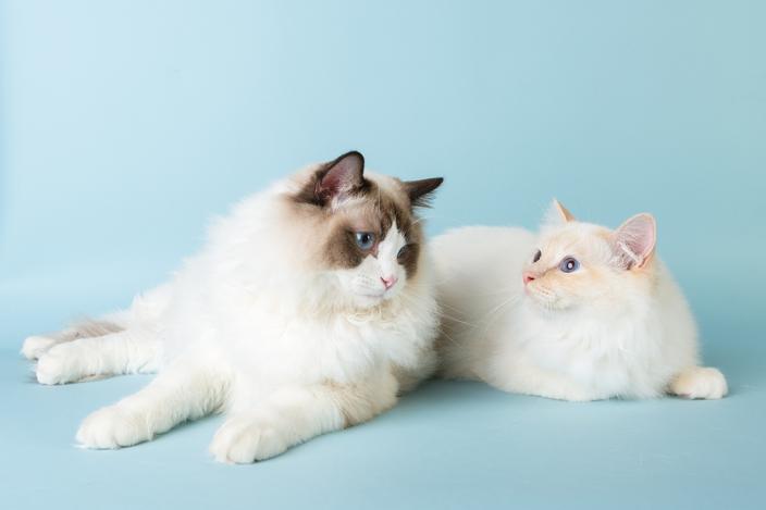 Sacré de Birmanie ou Ragdoll : comment les différencier