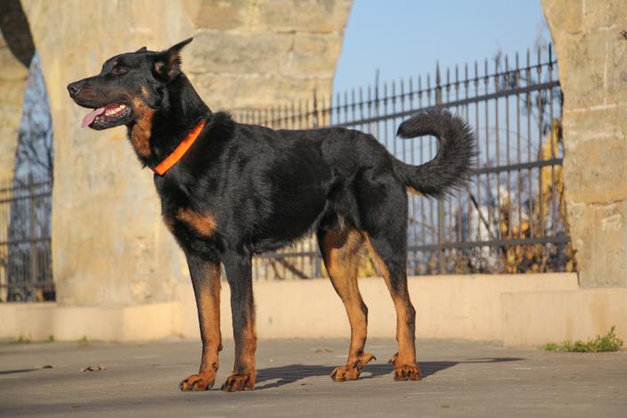 Ergots du chien : faut-il les couper