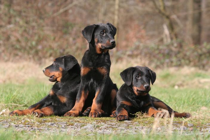 Beauceron : origine, taille et caractère