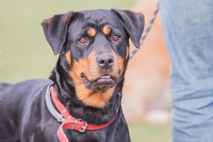 Beauceron : origine, taille et caractère