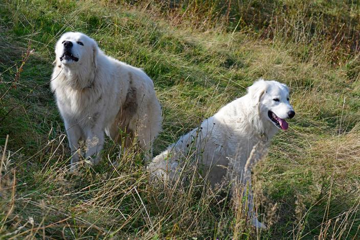 Ils ont mordu des randonneurs : que faire si on croise un patou