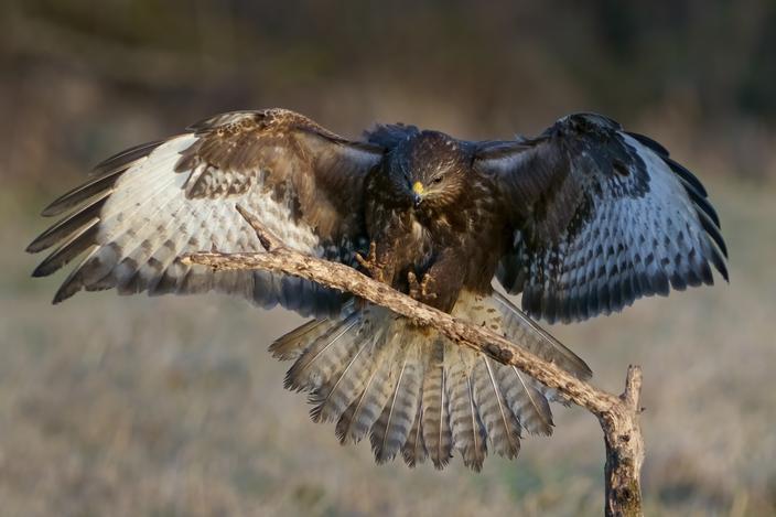 La buse variable, un rapace expert de la chasse à l'affût