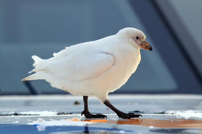 5 espèces d'oiseaux blancs à admirer en France ou à l’étranger