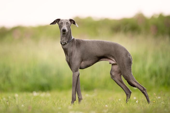 Les chiens lévriers : 5 races à découvrir