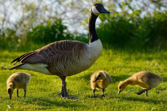 Connaissez-vous ces animaux emblématiques du Canada