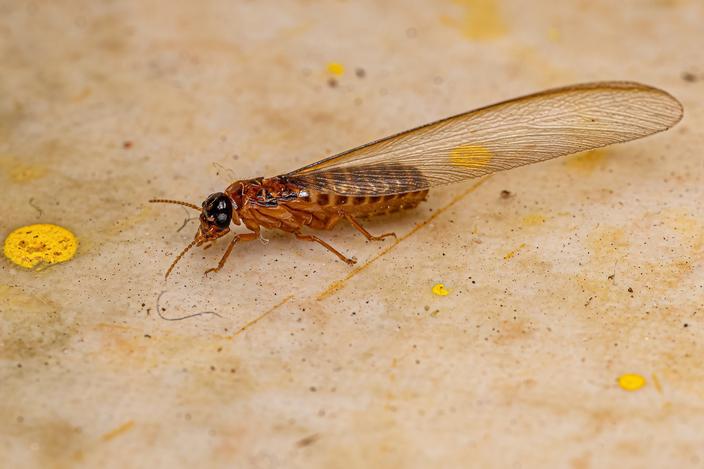 6 insectes volants indésirables qui envahissent nos maisons
