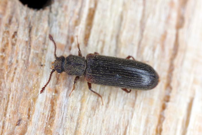 6 insectes volants indésirables qui envahissent nos maisons