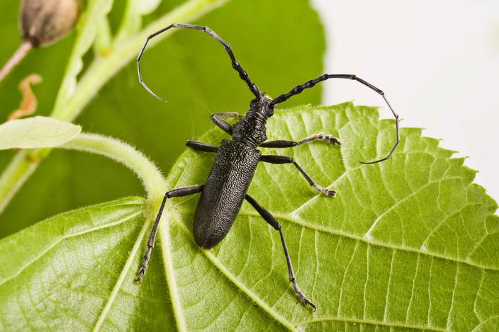 Quels sont les insectes de nos forêts françaises