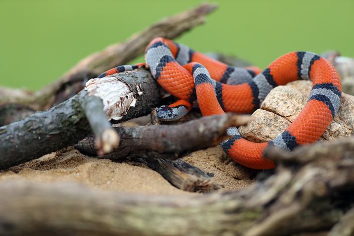 7 races de serpents domestiques de petite taille pour son terrarium