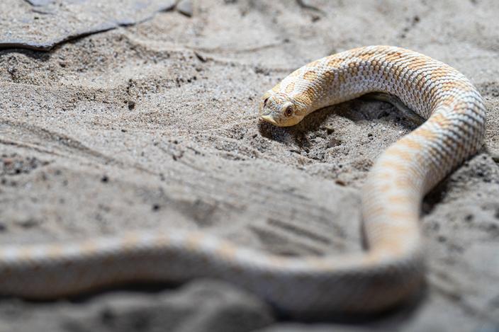 7 races de serpents domestiques de petite taille pour son terrarium