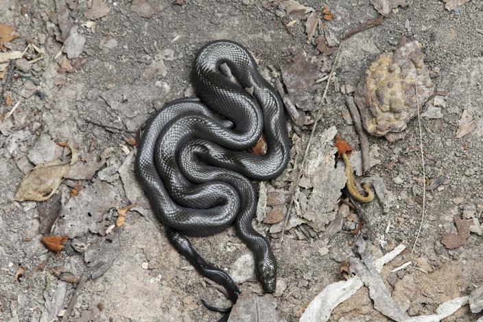 7 races de serpents domestiques de petite taille pour son terrarium