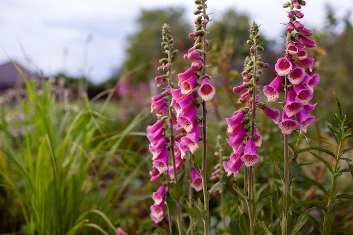 5 fleurs géantes à planter au jardin