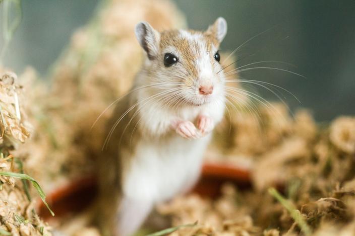 Gerbille ou gerboise : cette différence flagrante permet de les distinguer