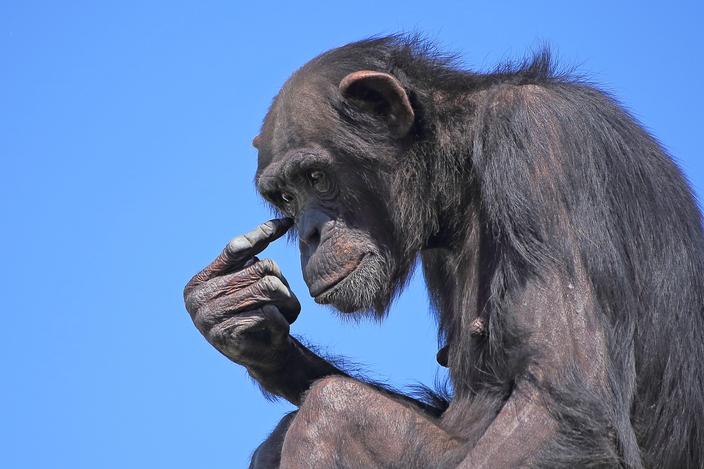 Test du miroir : 8 animaux capables de se reconnaître dans une glace