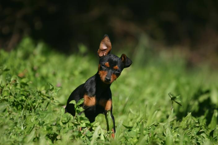Pinscher Nain : origine, taille et caractère de ce chien