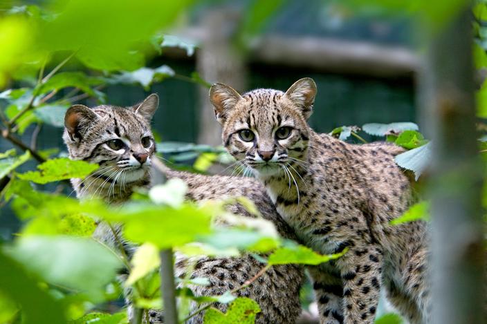 Le chat de Geoffroy, un léopard miniature