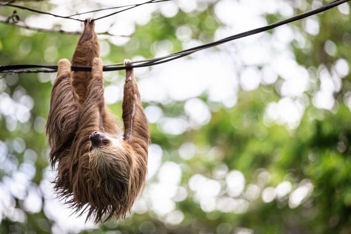Eaux d’un bleu insolent, animaux exotiques, nature exubérante : au ...