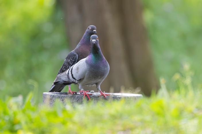Biset ou ramier, mâle ou femelle : comment distinguer les pigeons