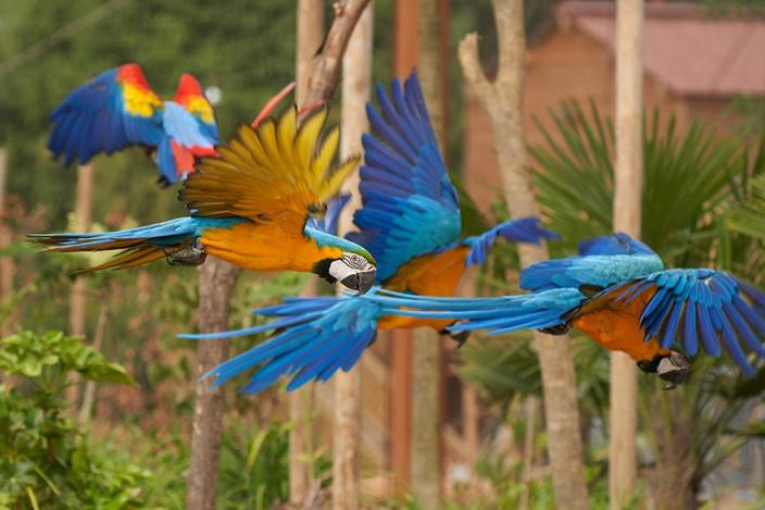 On a passé une nuit avec des perroquets, au parc animalier Parrot World