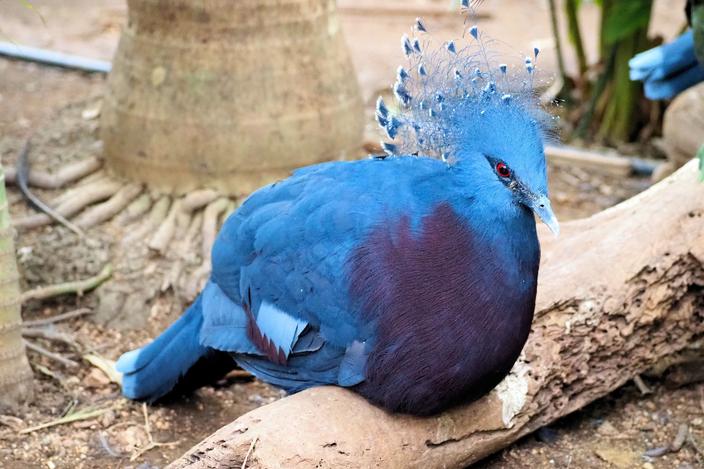 Le goura de Victoria, le plus gros pigeon du monde